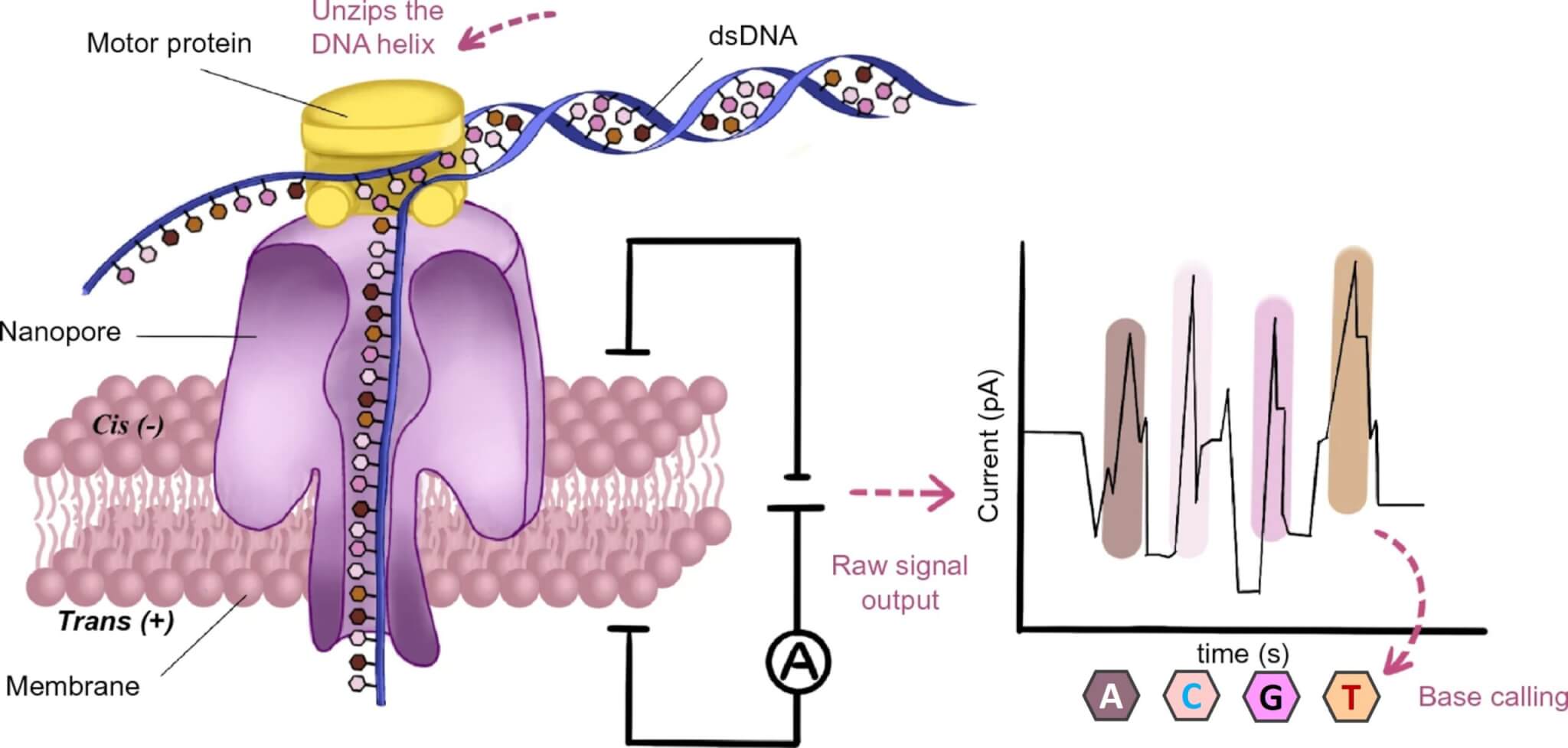 Nanopore Technology | Poochon Scientific